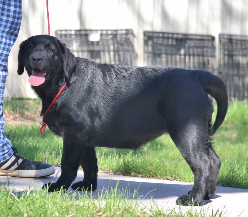 Litters...We have lab puppies now!